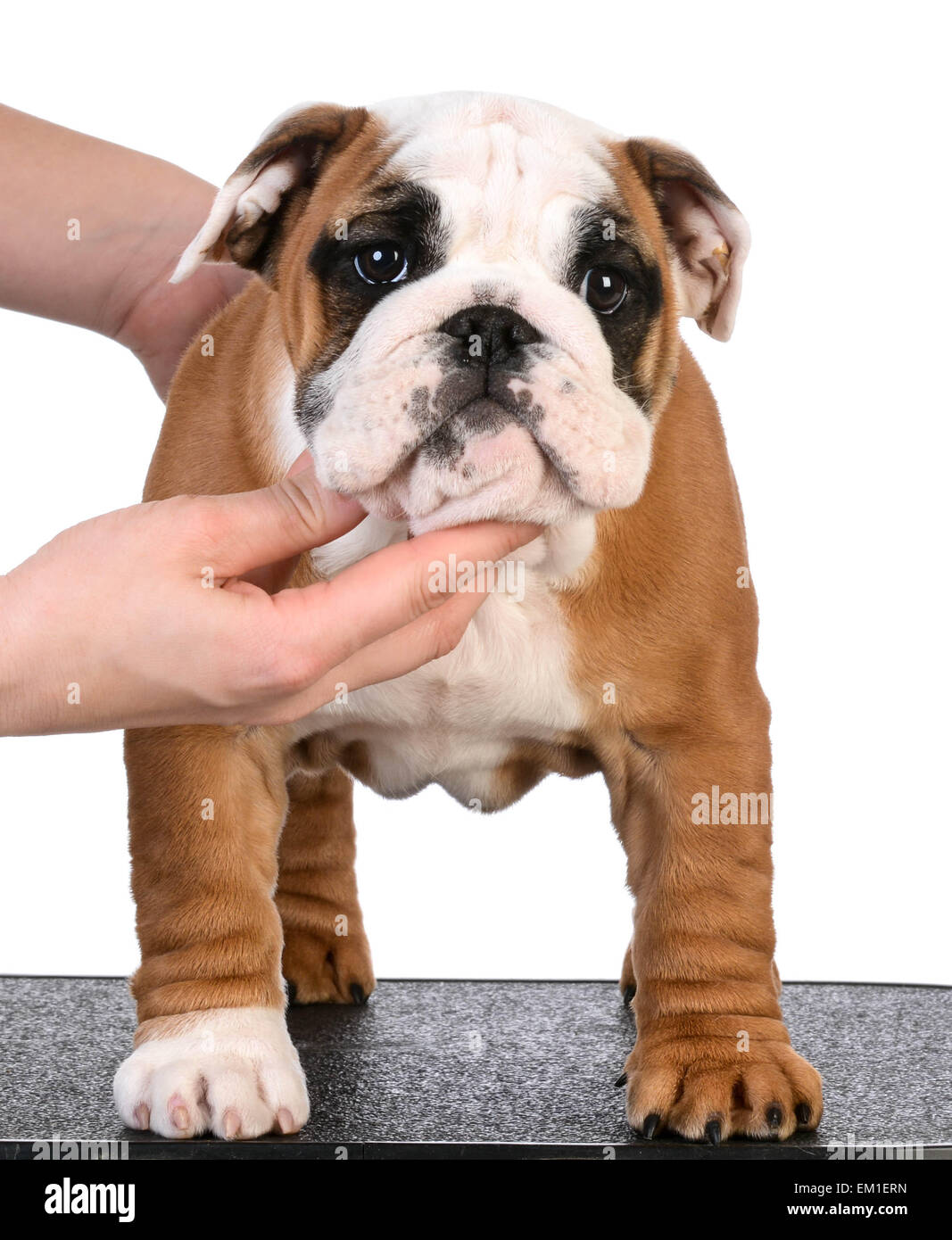 stacking show puppy - bulldog female three months old Stock Photo - Alamy