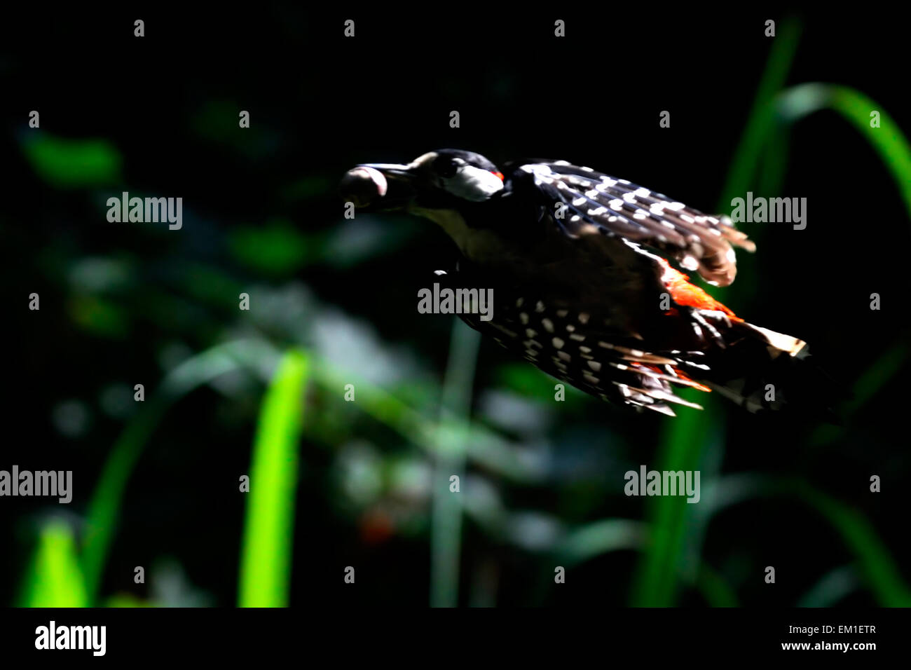 Flying Great Spotted Woodpecker Stock Photo - Alamy
