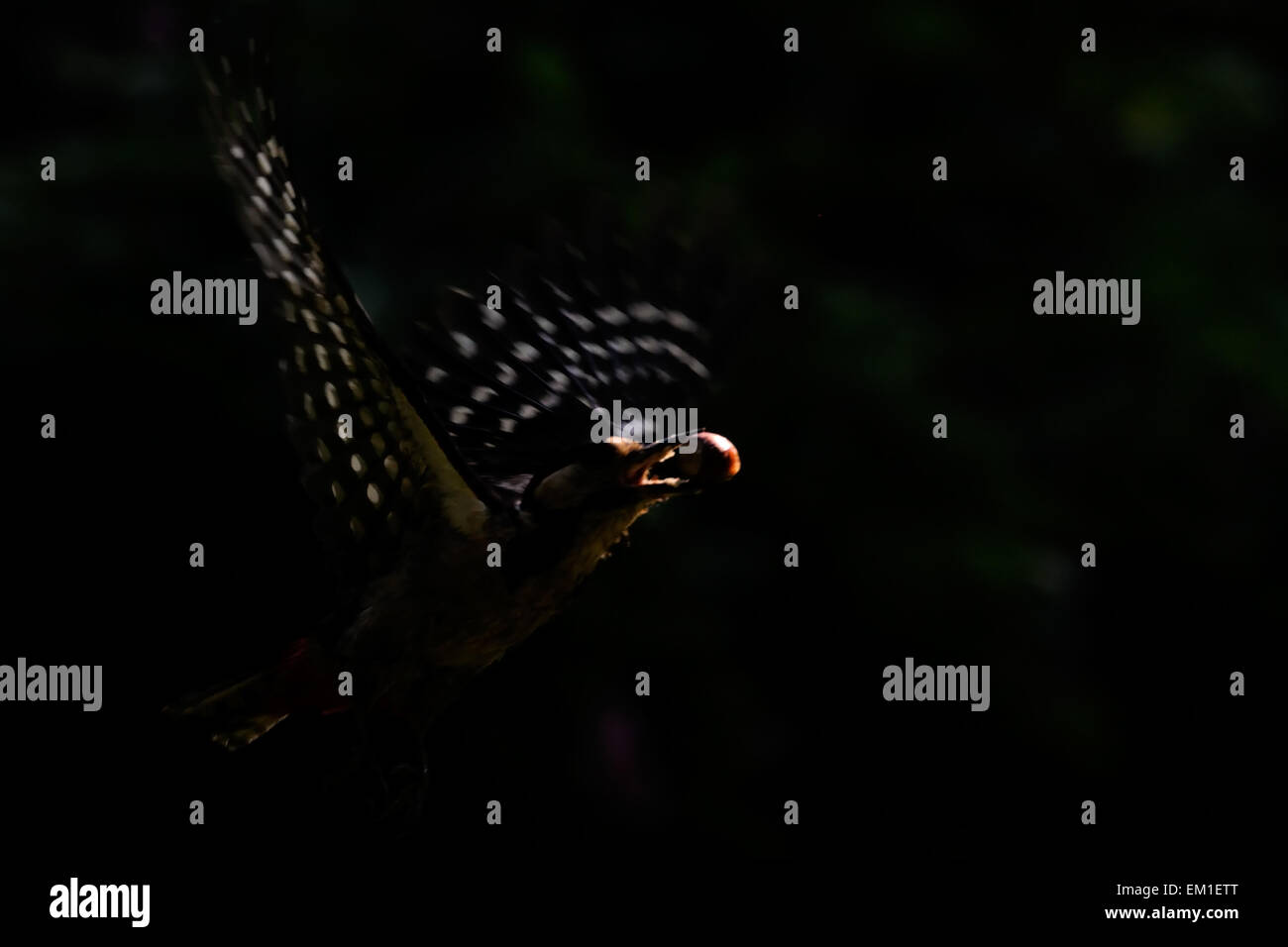 Woodpecker flying flight hi-res stock photography and images - Alamy