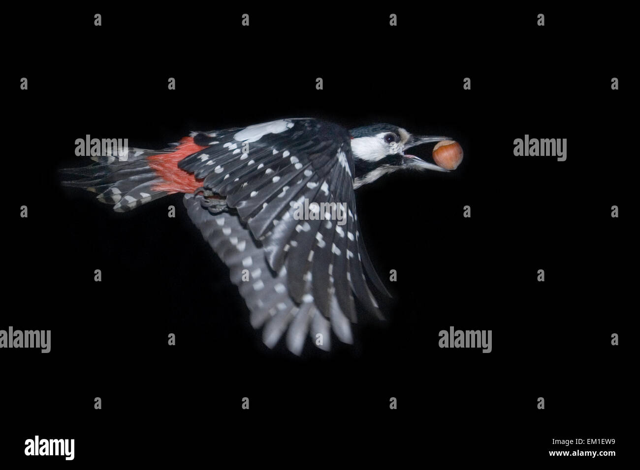 Flying Great Spotted Woodpecker Stock Photo - Alamy