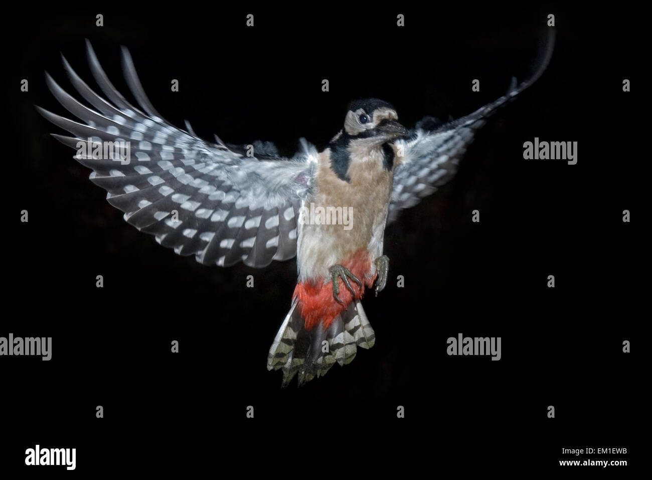 Flying Great Spotted Woodpecker Stock Photo - Alamy