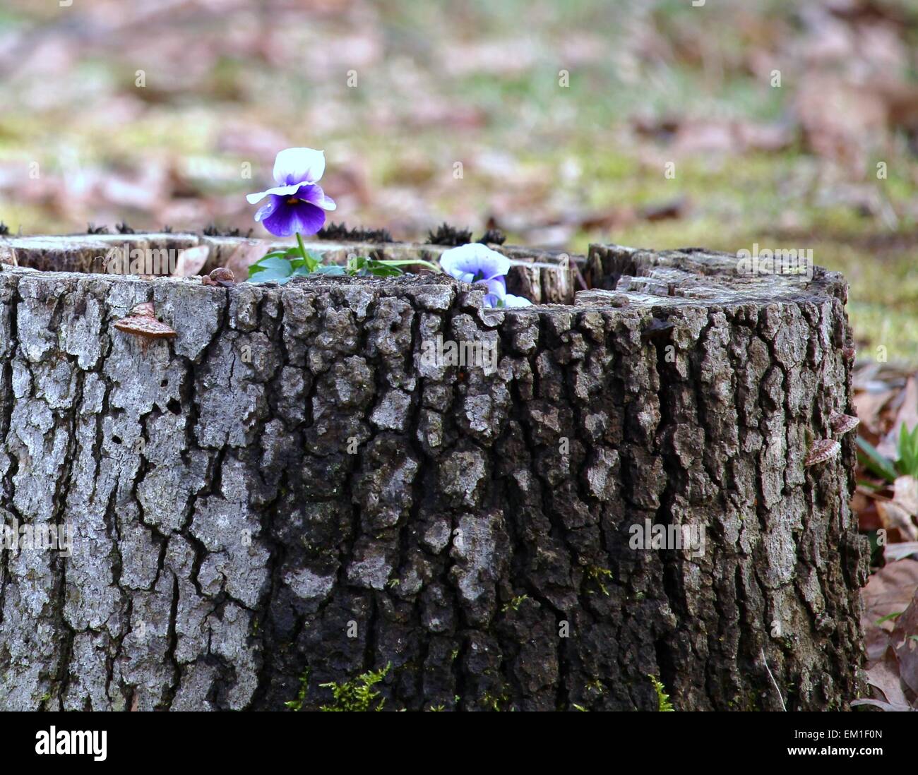 Flowers growing out hi-res stock photography and images - Alamy