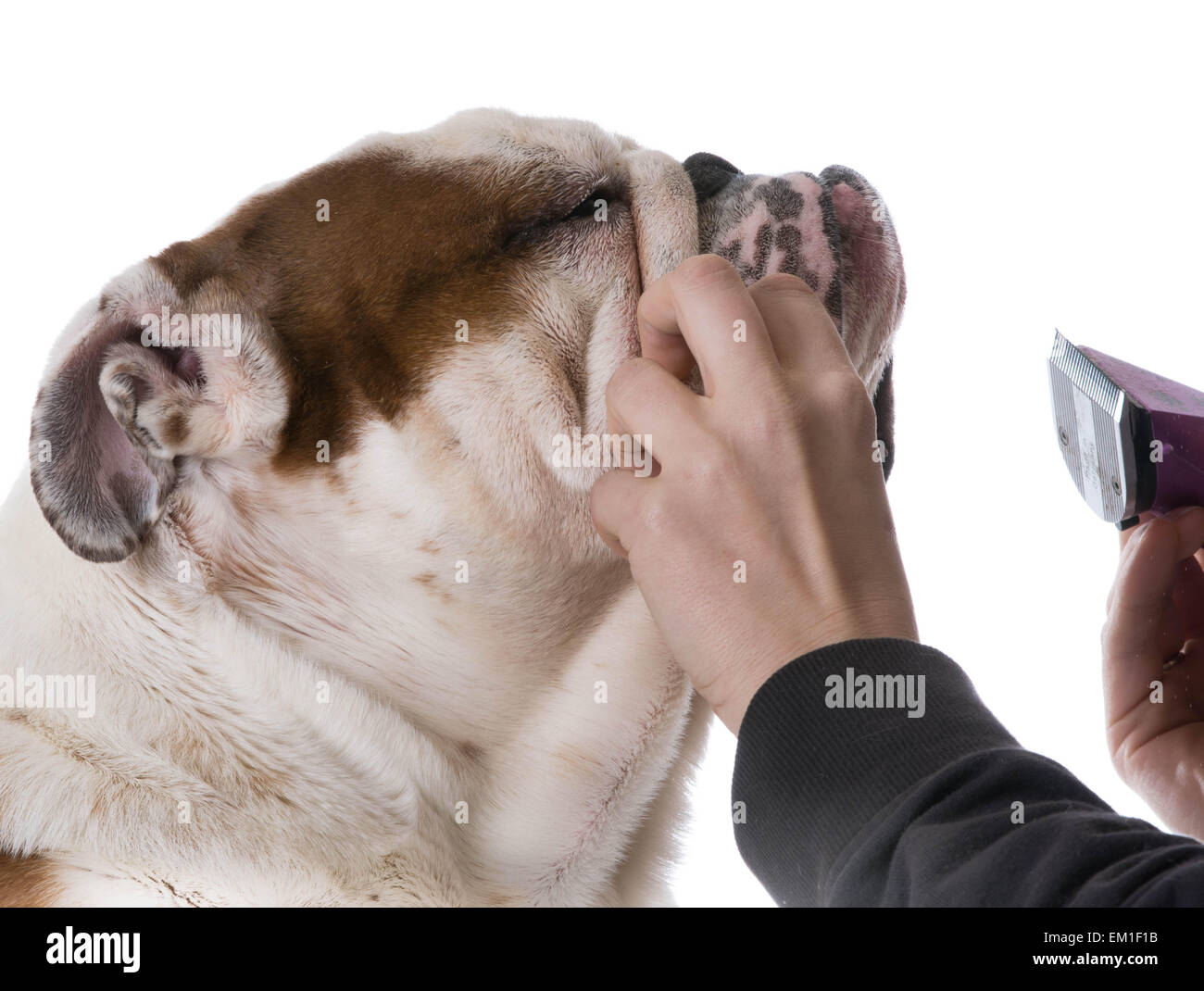 dog grooming - english bulldog getting groomed on white background ...