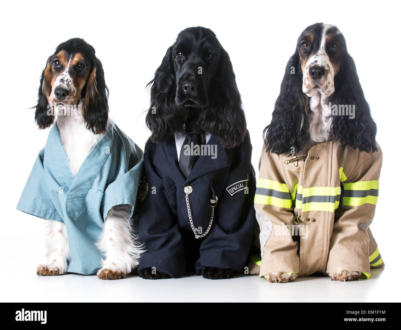 Dog wearing police costume High Resolution Stock Photography and Images ...