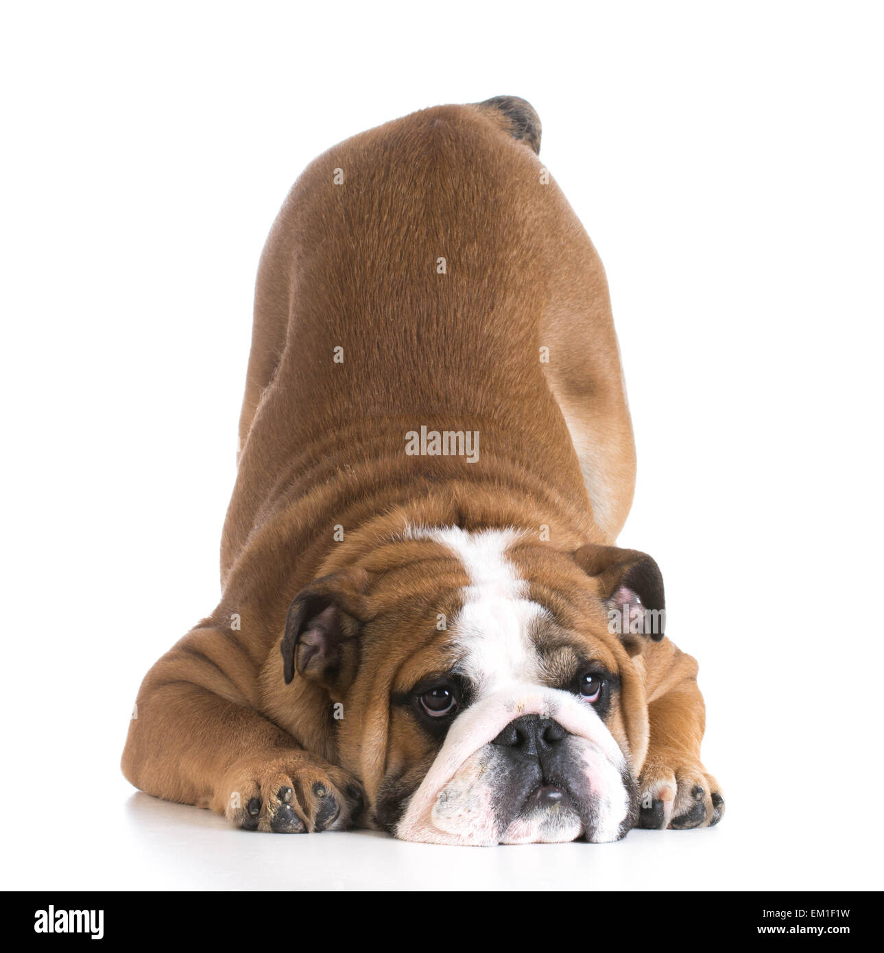 dog bowing - bulldog puppy with bum up in the air on white background ...