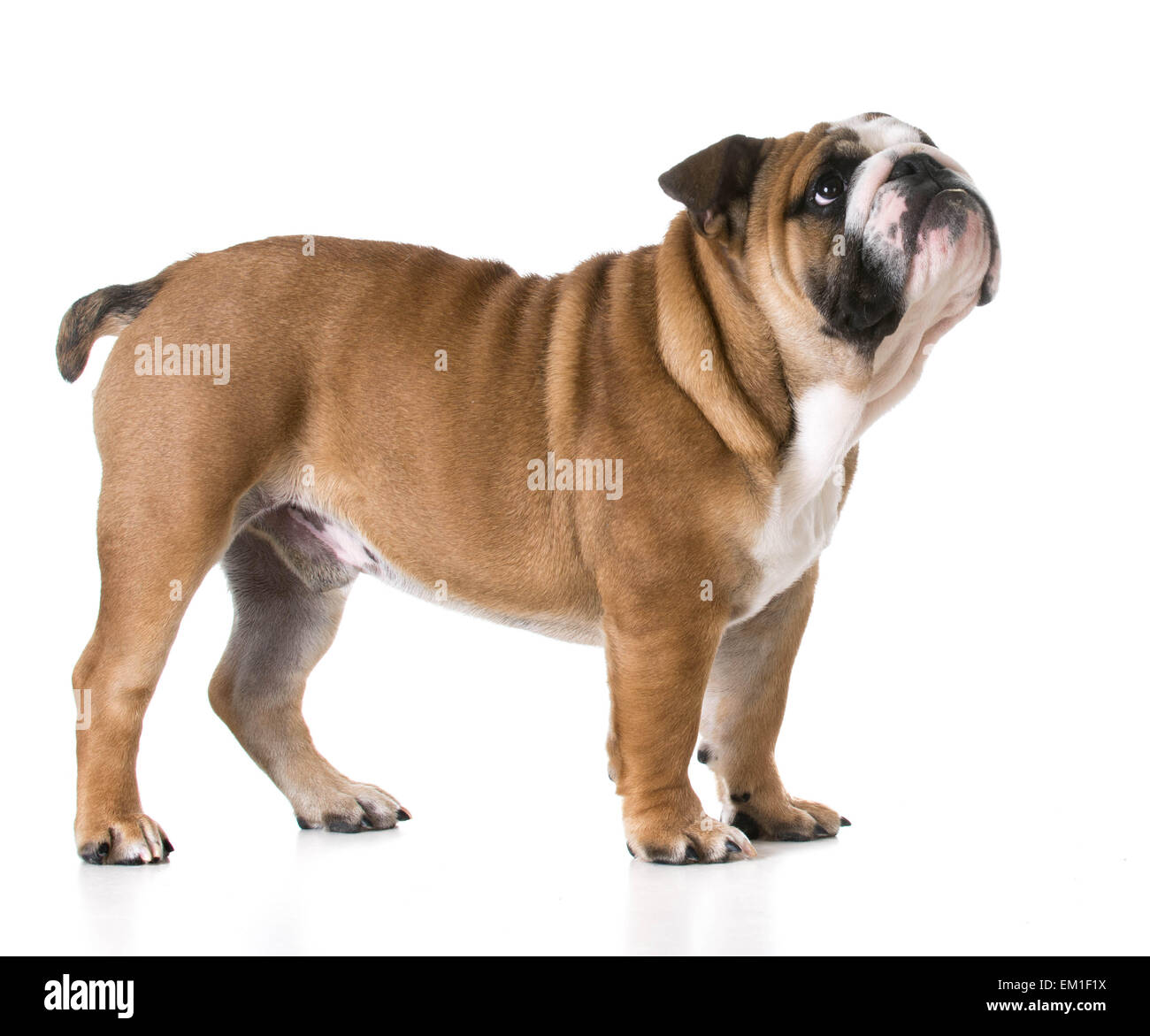 bulldog puppy looking up on white background - 6 months old Stock Photo ...