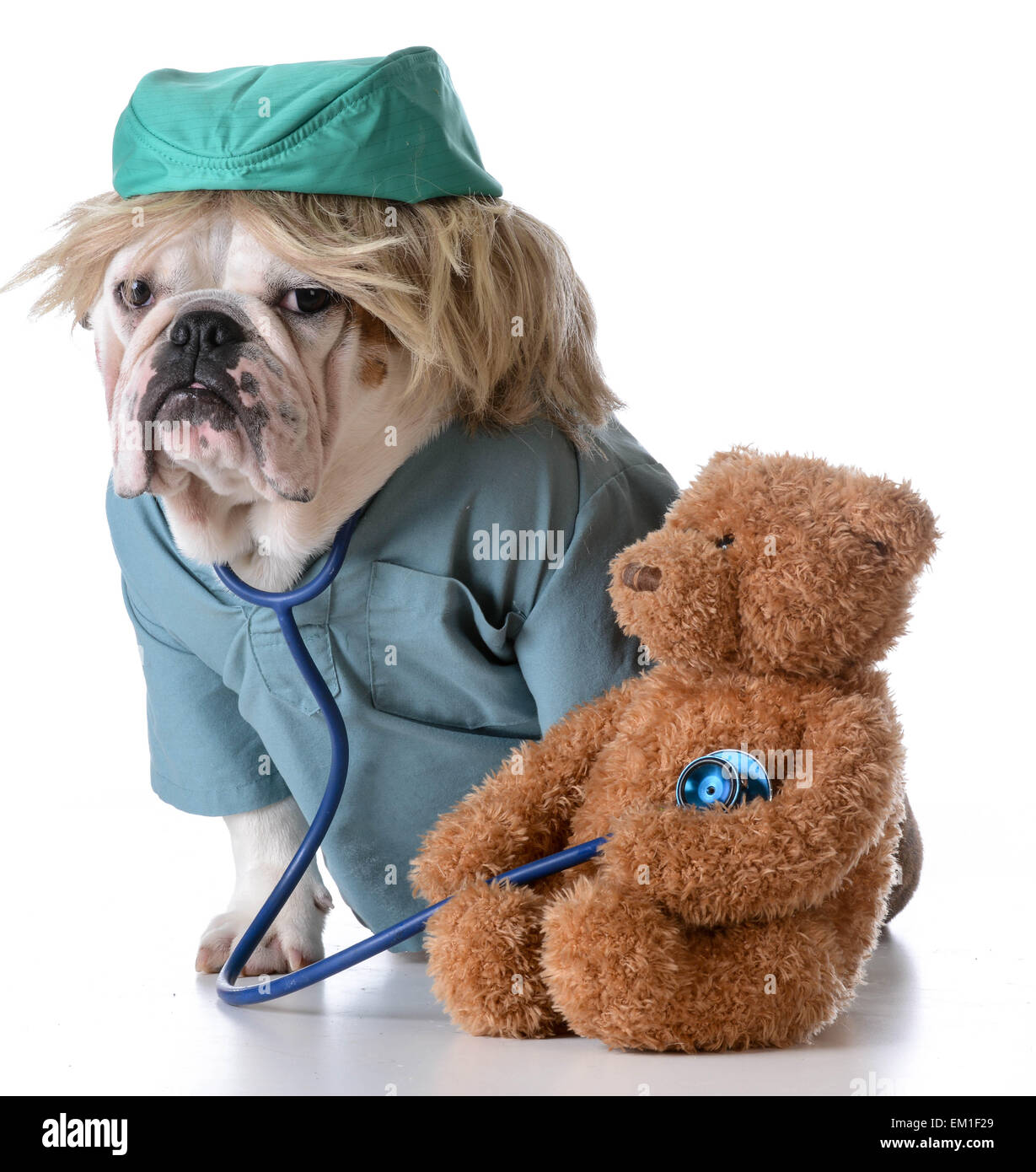 veterinary care - bulldog dressed like a doctor listening to the heart ...