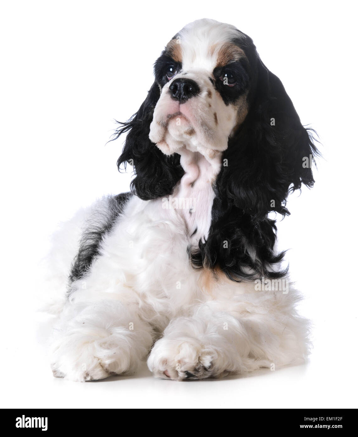american cocker spaniel puppy laying down on white background Stock ...