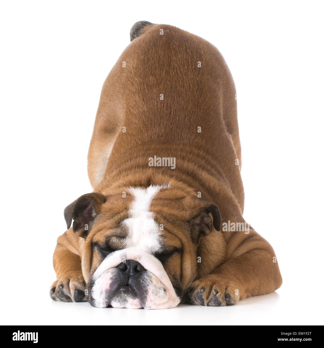 dog bowing - bulldog puppy with bum up in the air on white background ...