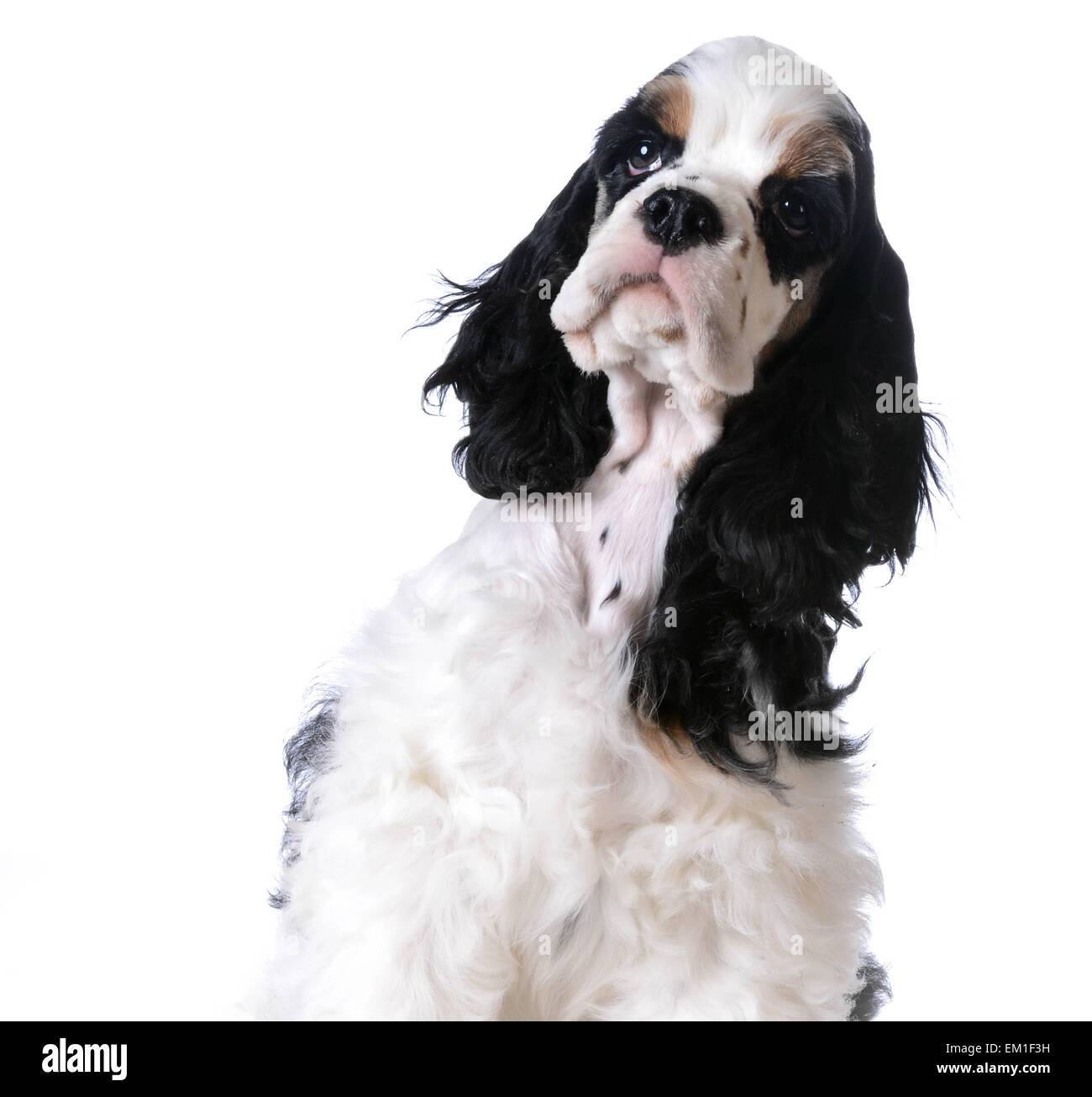 cute puppy - american cocker spaniel puppy portrait on white background ...