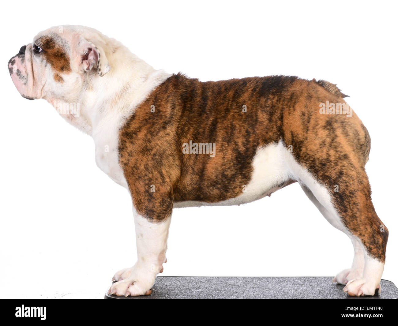 bulldog stacked on table on white background - 8 months old Stock Photo ...