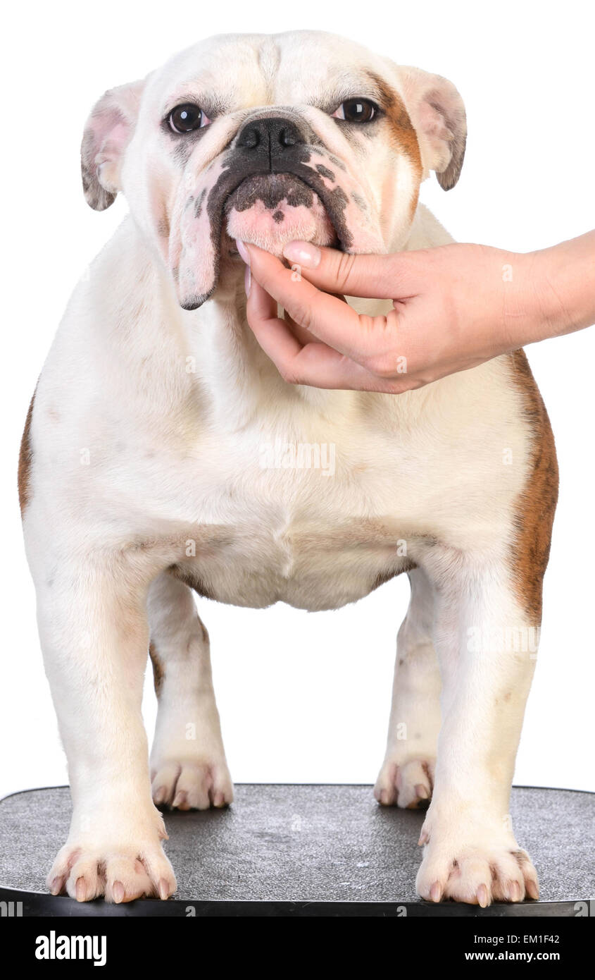 bulldog stacked on table on white background - 8 months old Stock Photo ...
