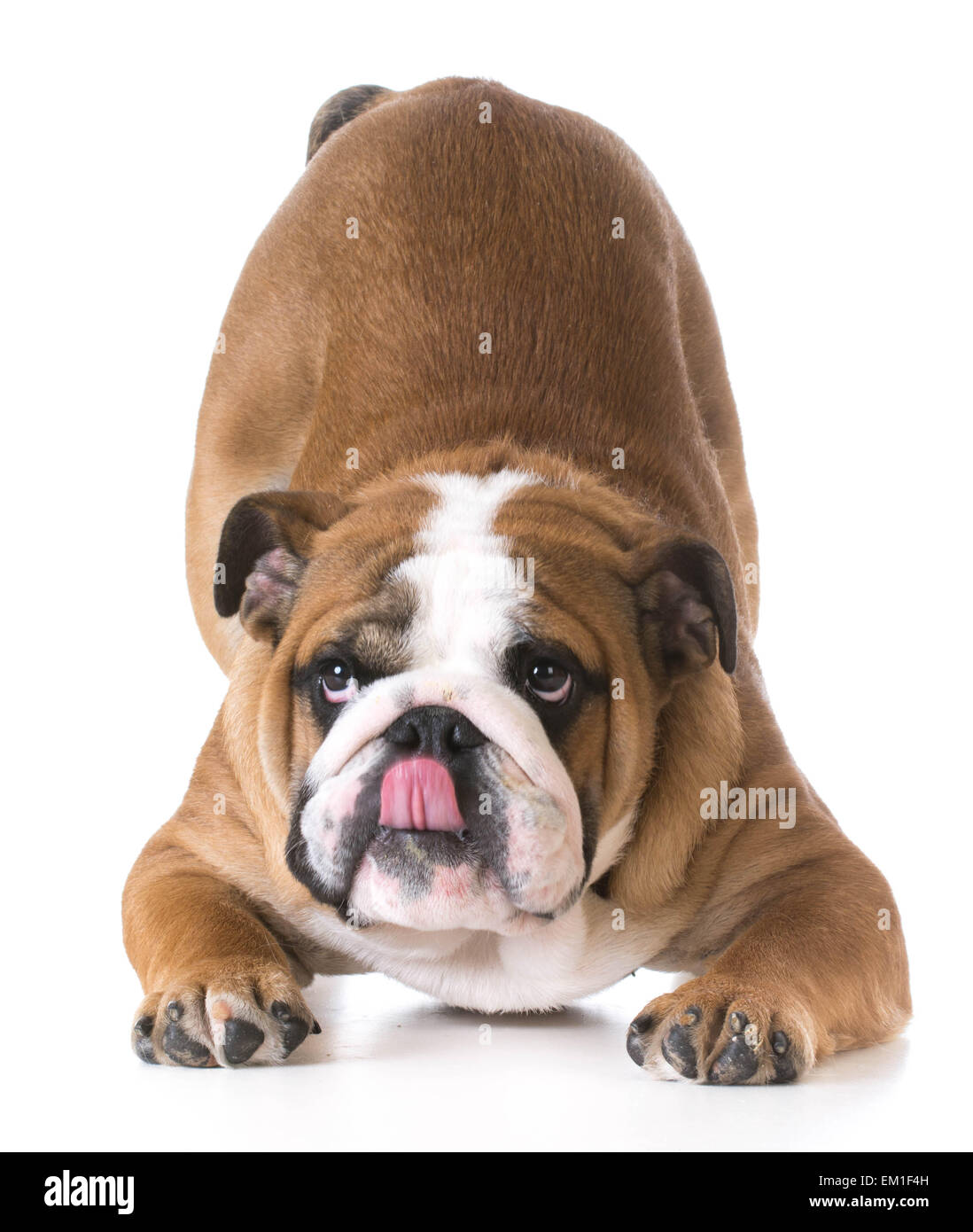 dog bowing - bulldog puppy with bum up in the air on white background ...