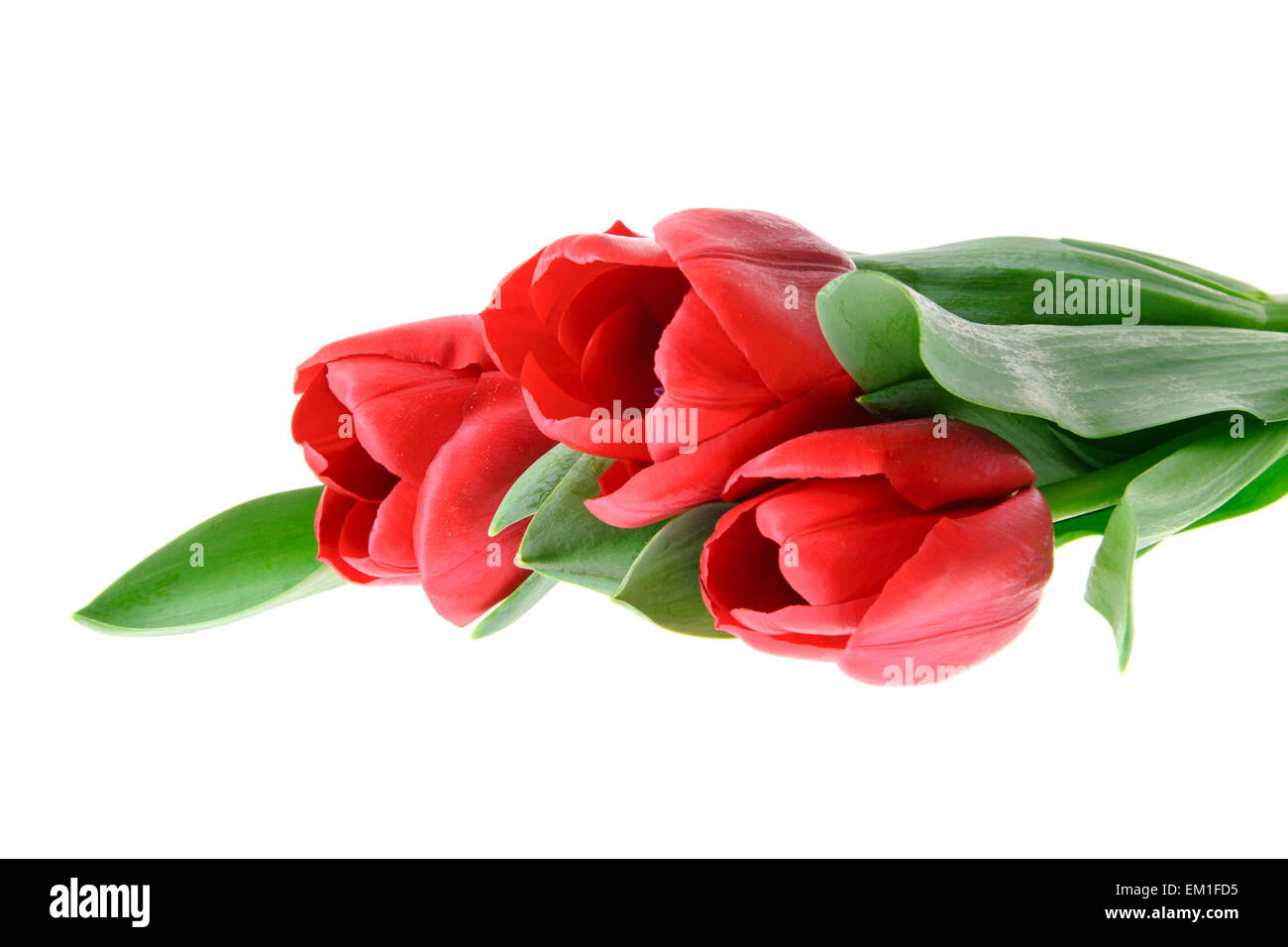 Beautiful Red Tulip. Isolated Stock Photo - Alamy