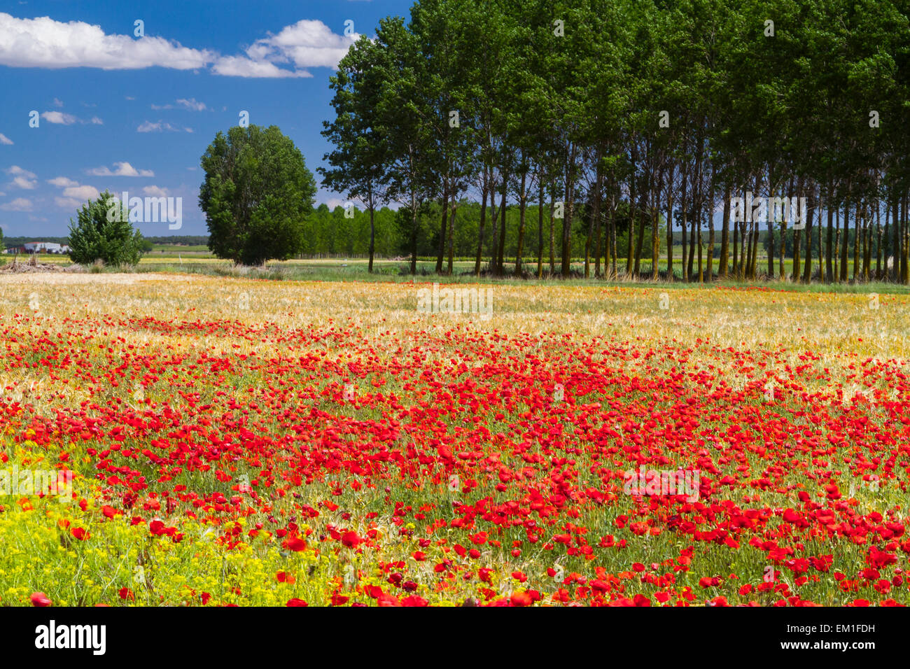 Poppy blossom in a prairie. Burgos, Castile and Leon, Spain, Europe ...