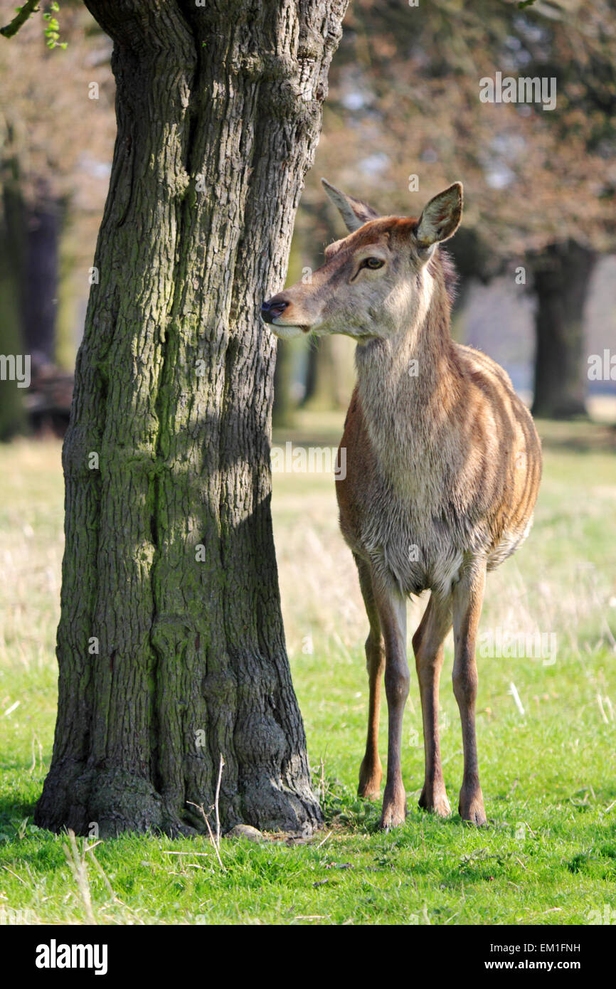 Deer under tree hi-res stock photography and images - Alamy