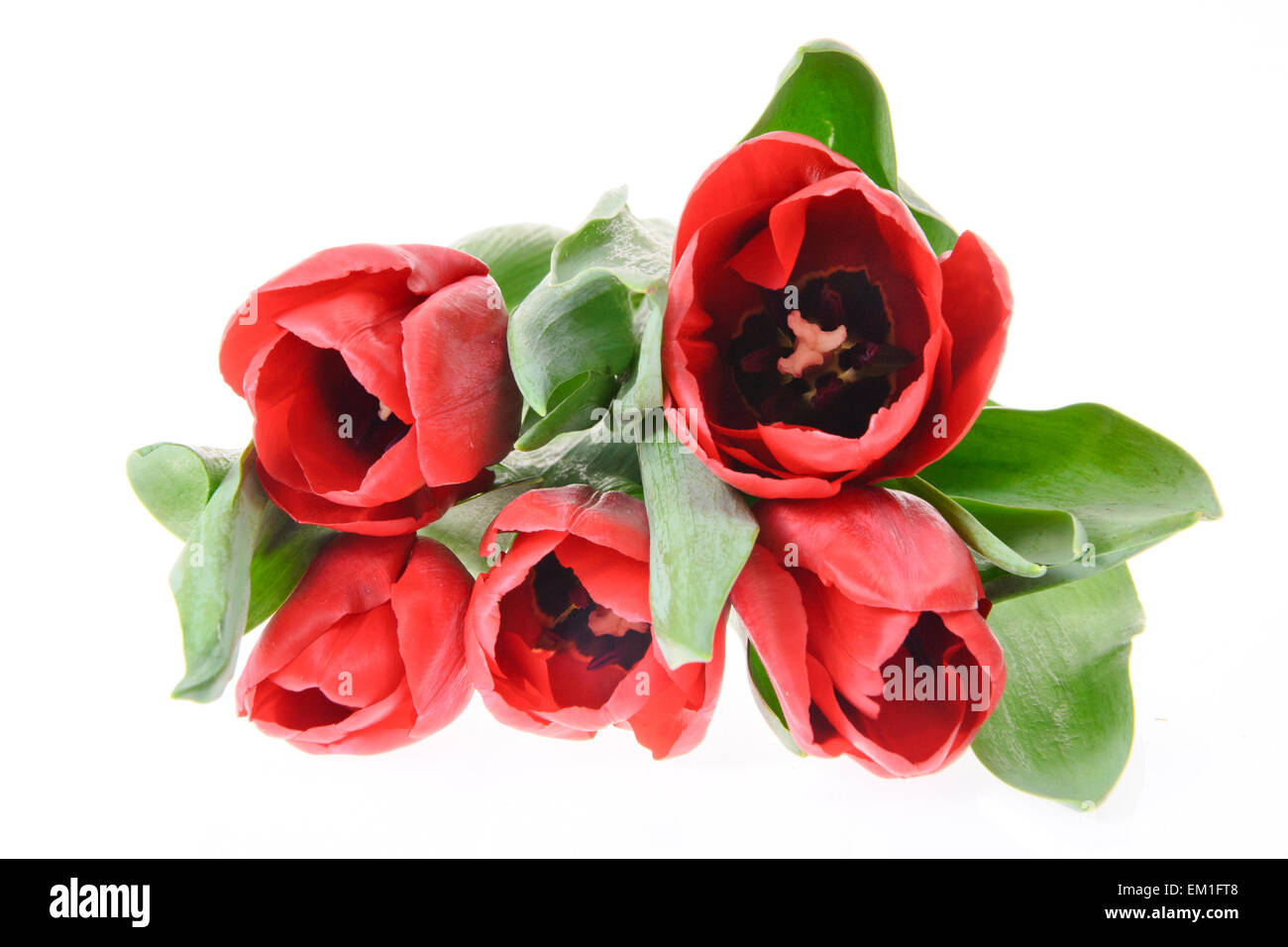 Tulip frame bouquet red Cut Out Stock Images & Pictures - Alamy