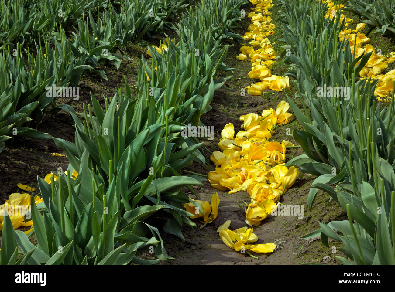 WASHINGTON - Tulip flower heads removed to encourage strong bulb growth ...