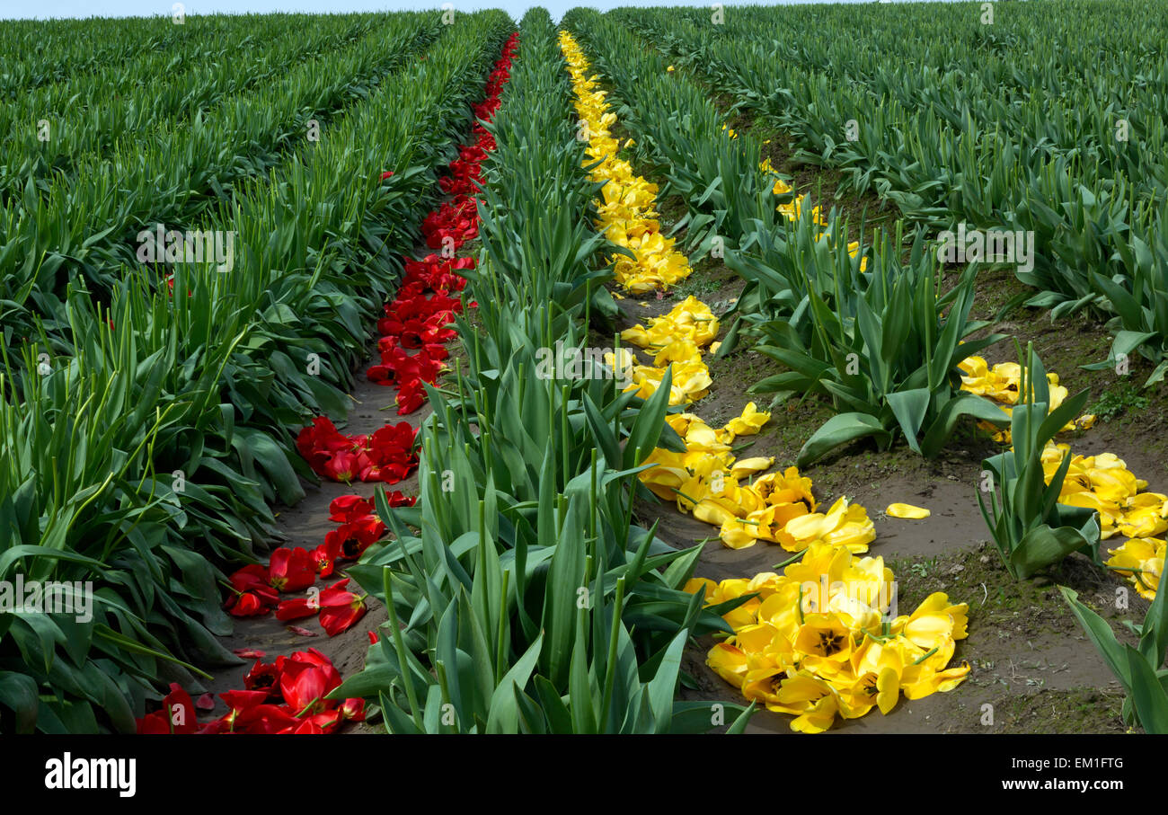 WASHINGTON - Tulip flowers heads removed to encourage strong bulb ...