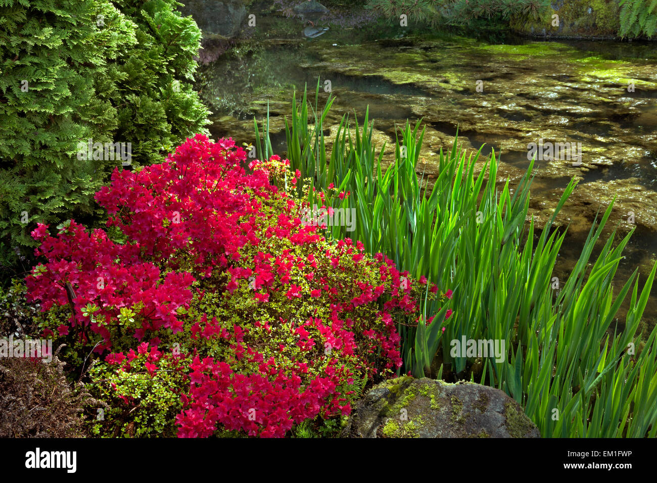 Japanese azaleas hi-res stock photography and images - Alamy