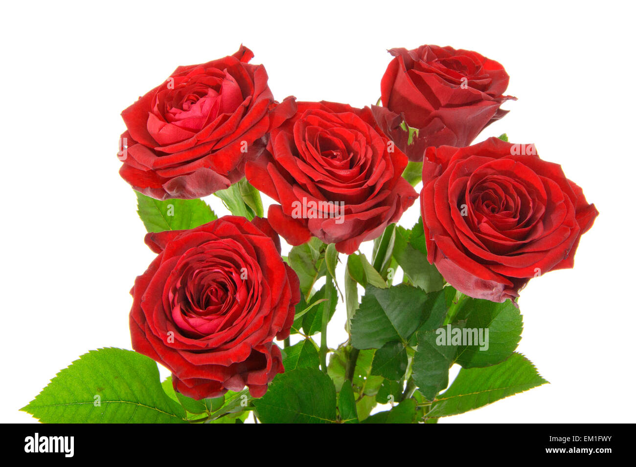 Beautiful Red Rose Stems. Isolated Stock Photo - Alamy