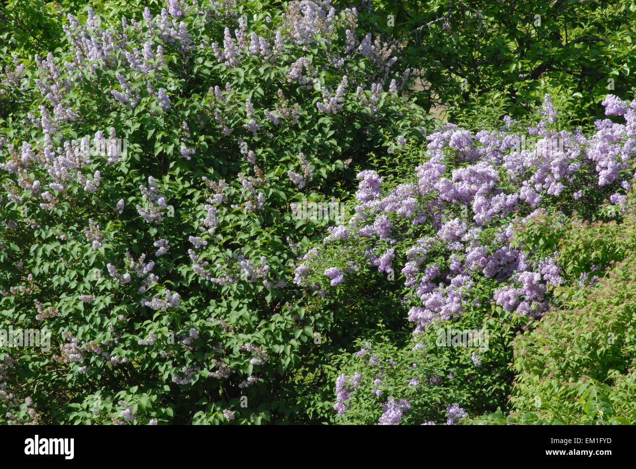 Flowering lilac hedge Stock Photo - Alamy
