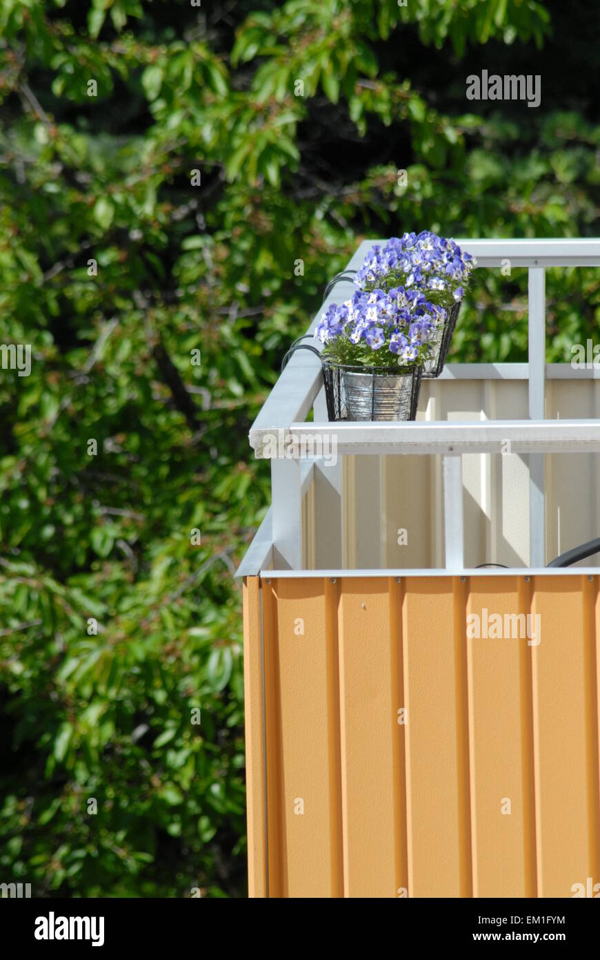 Balcony with window box with blue flowers facing inwards due to safety ...