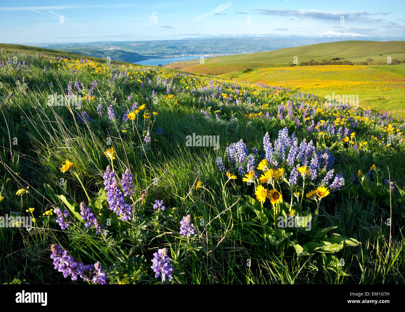 WASHINGTON - Balsamroot and lupine blooming in open meadows in the ...