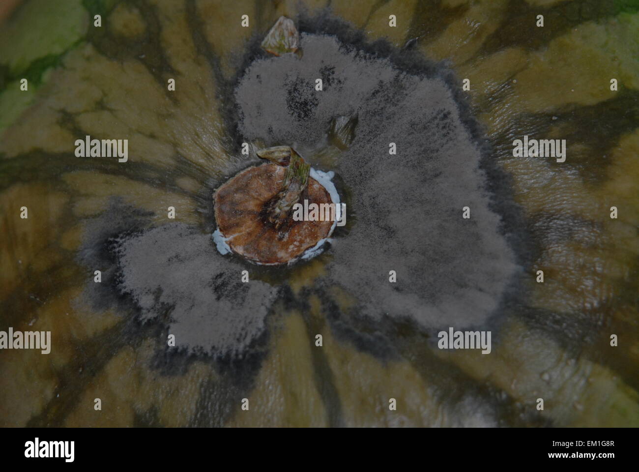 Moldy melon hi-res stock photography and images - Alamy