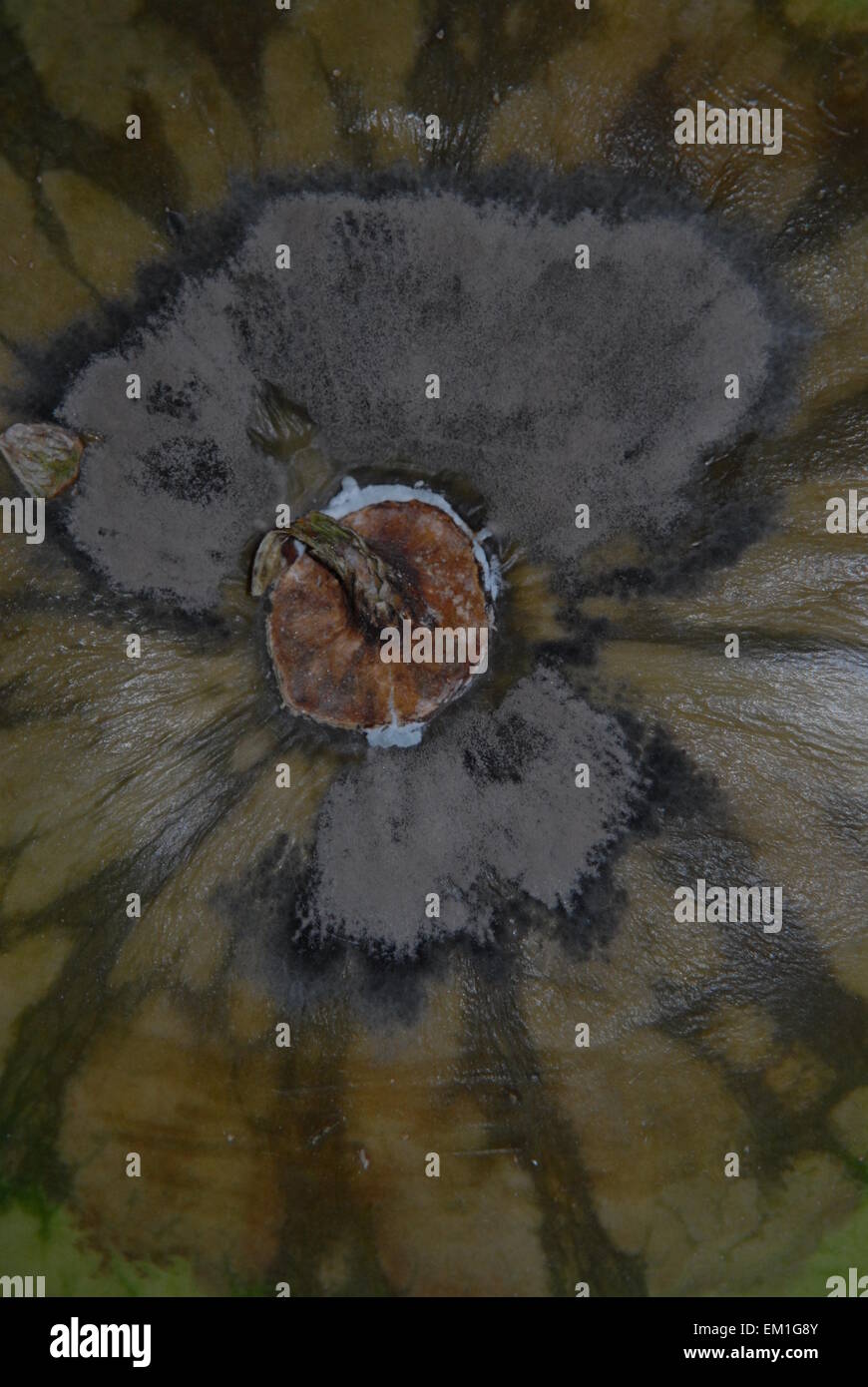 Rotten watermelon hi-res stock photography and images - Alamy