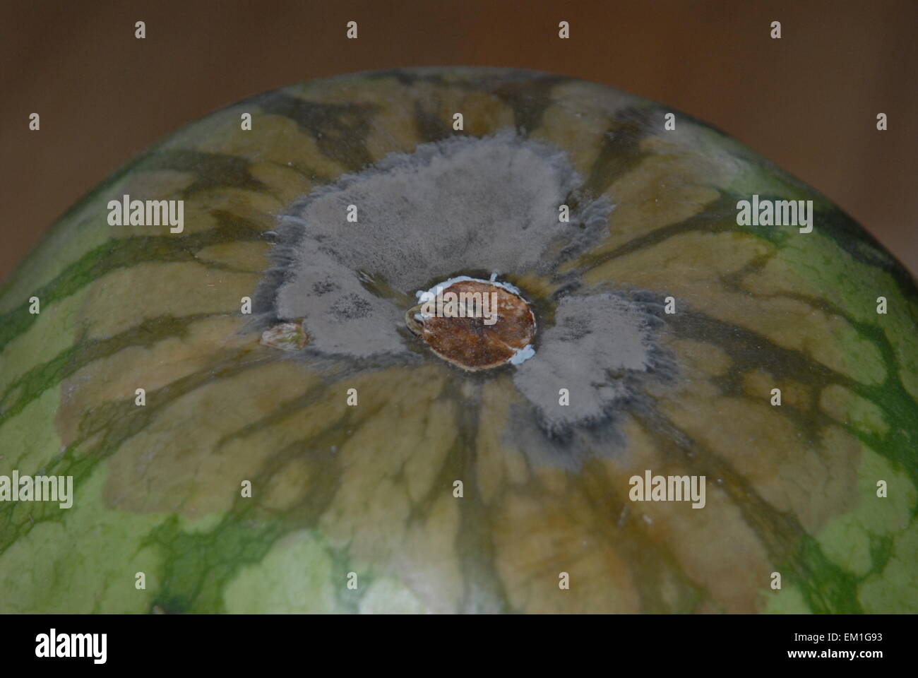 Rotten melon hi-res stock photography and images - Alamy