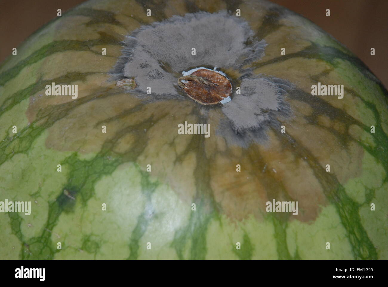 Rotten watermelon hi-res stock photography and images - Alamy