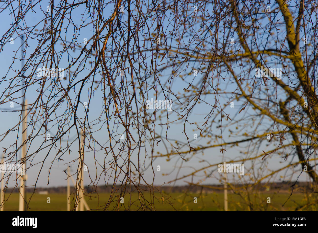 Branches of the birch Stock Photo - Alamy