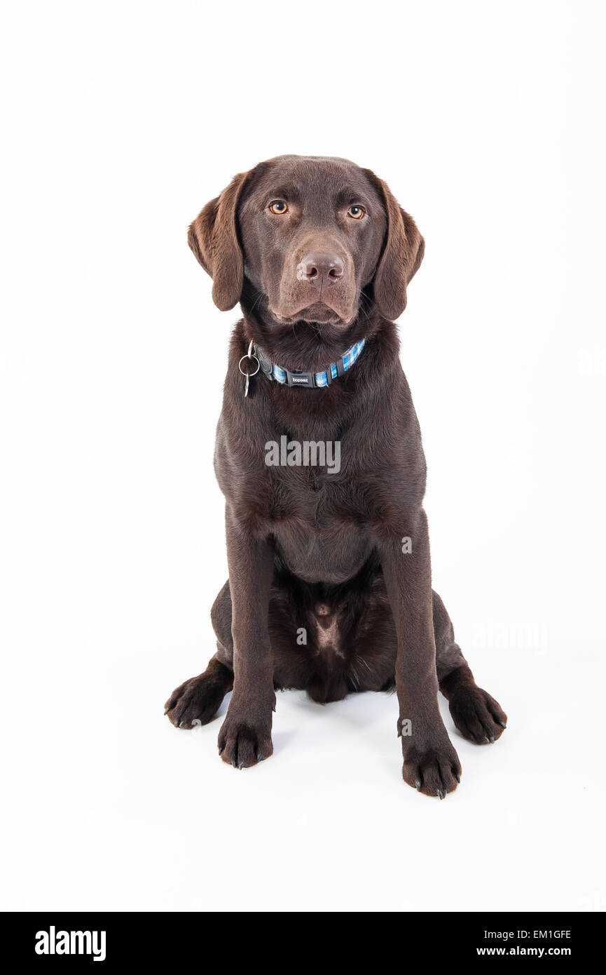 Chocolate labrador retriever collar hi-res stock photography and images ...