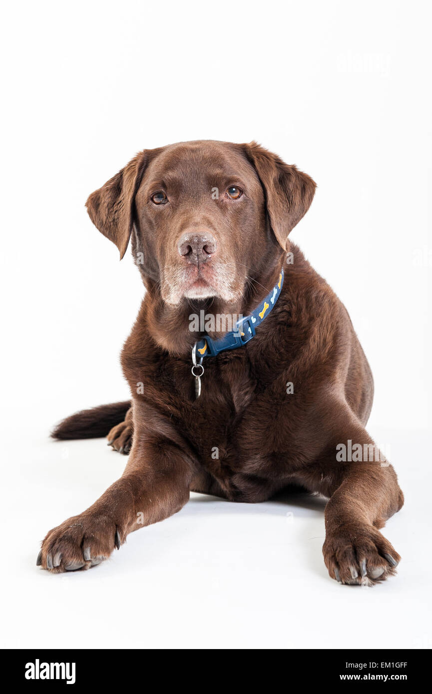 Portrait of chocolate labrador hi-res stock photography and images - Alamy