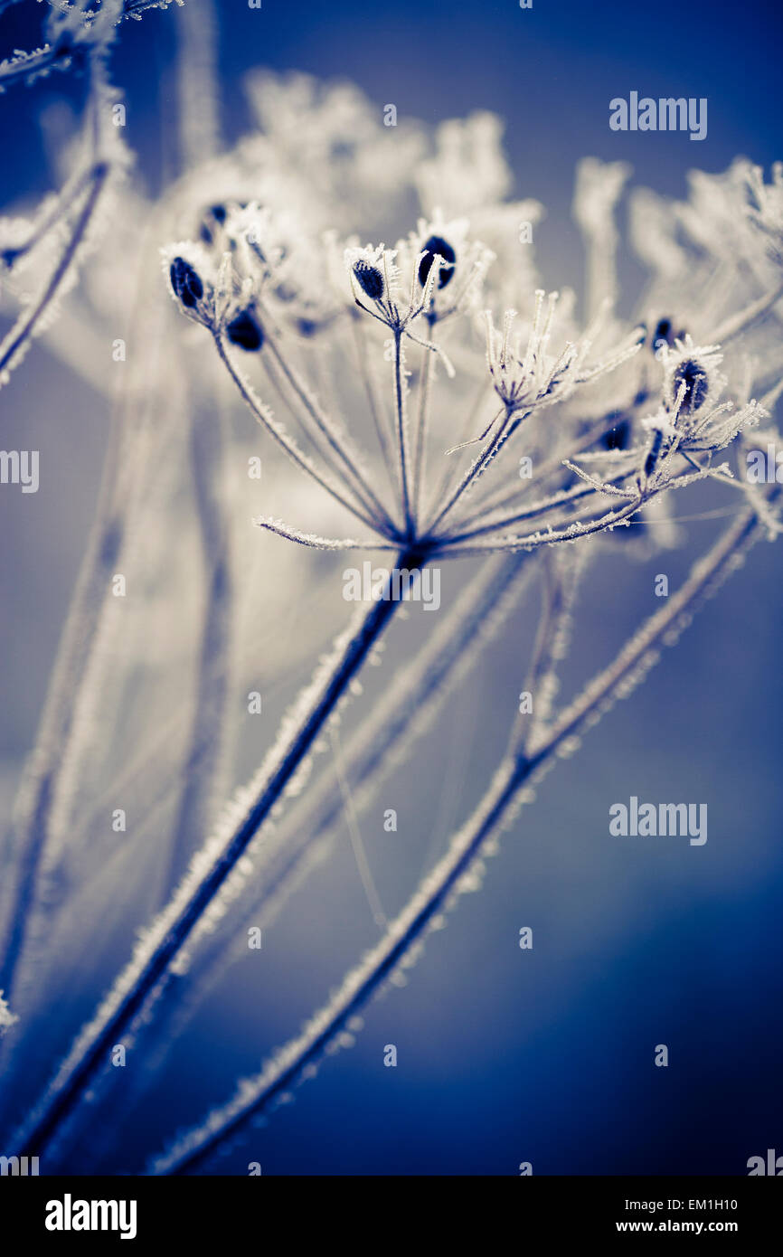 Vegetation in winter hi-res stock photography and images - Alamy