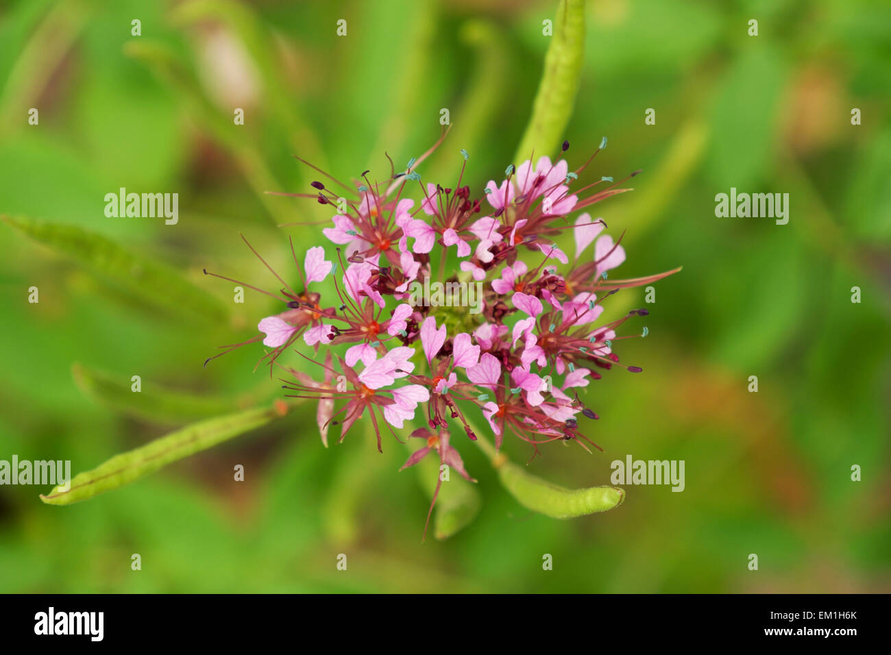 Cleome or "Clammy Weed," a native Texas plant growing in natural garden ...