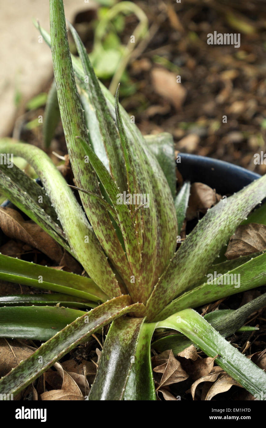 Manfreda maculosa hi-res stock photography and images - Alamy