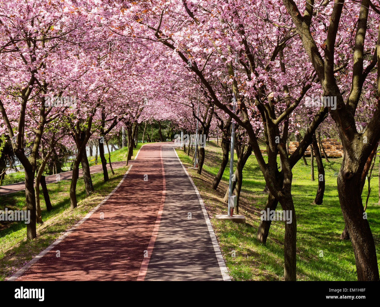 Rows of beautifully blossoming cherry trees on a river pathway Stock ...