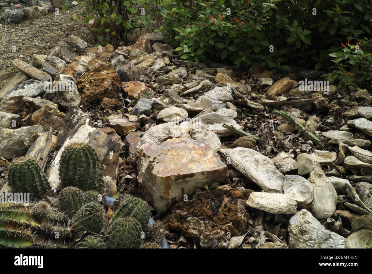 Petrified wood and fossilized oyster shells from Starr County, Texas ...