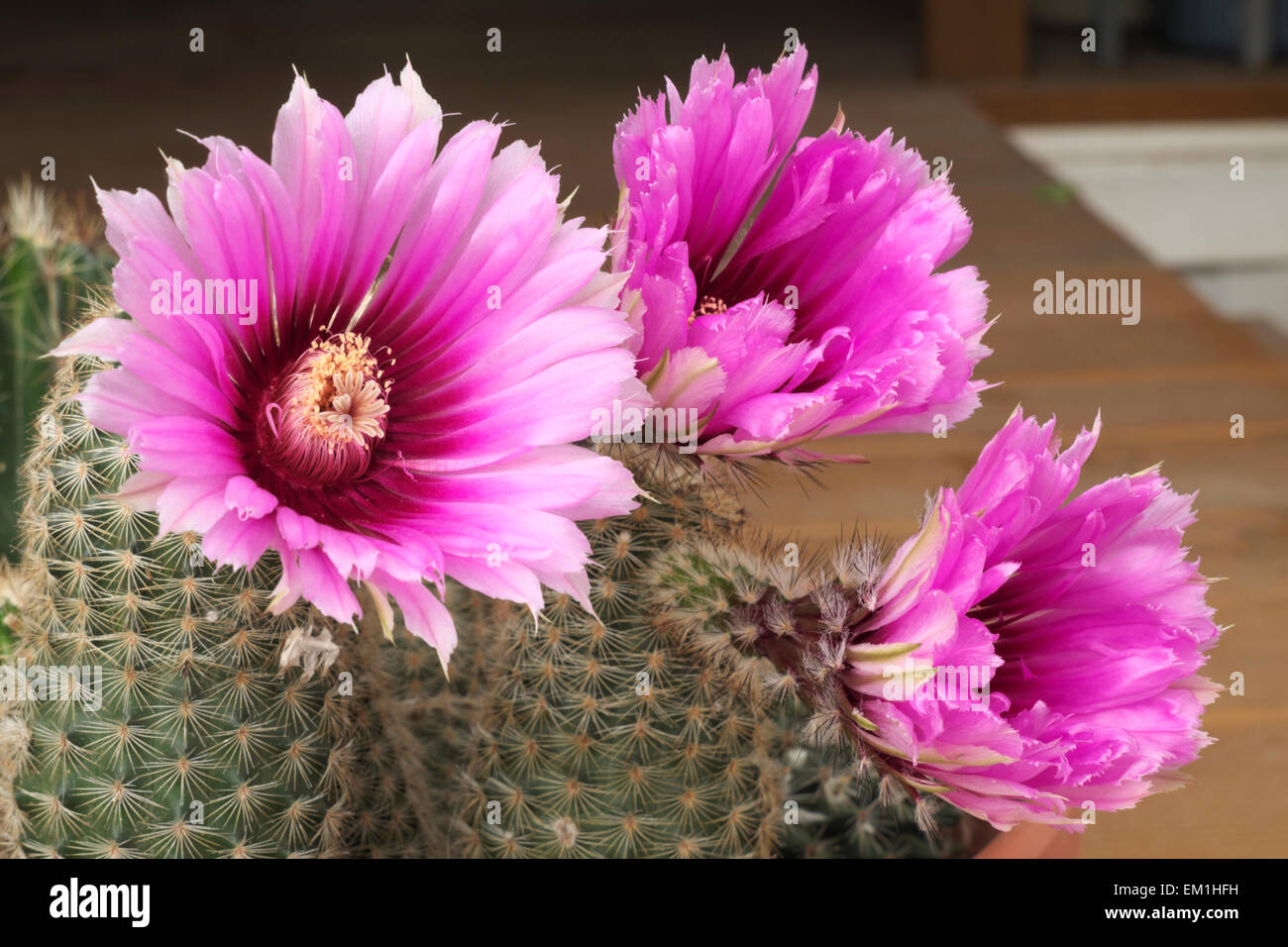 Pitaya cactus hi-res stock photography and images - Alamy