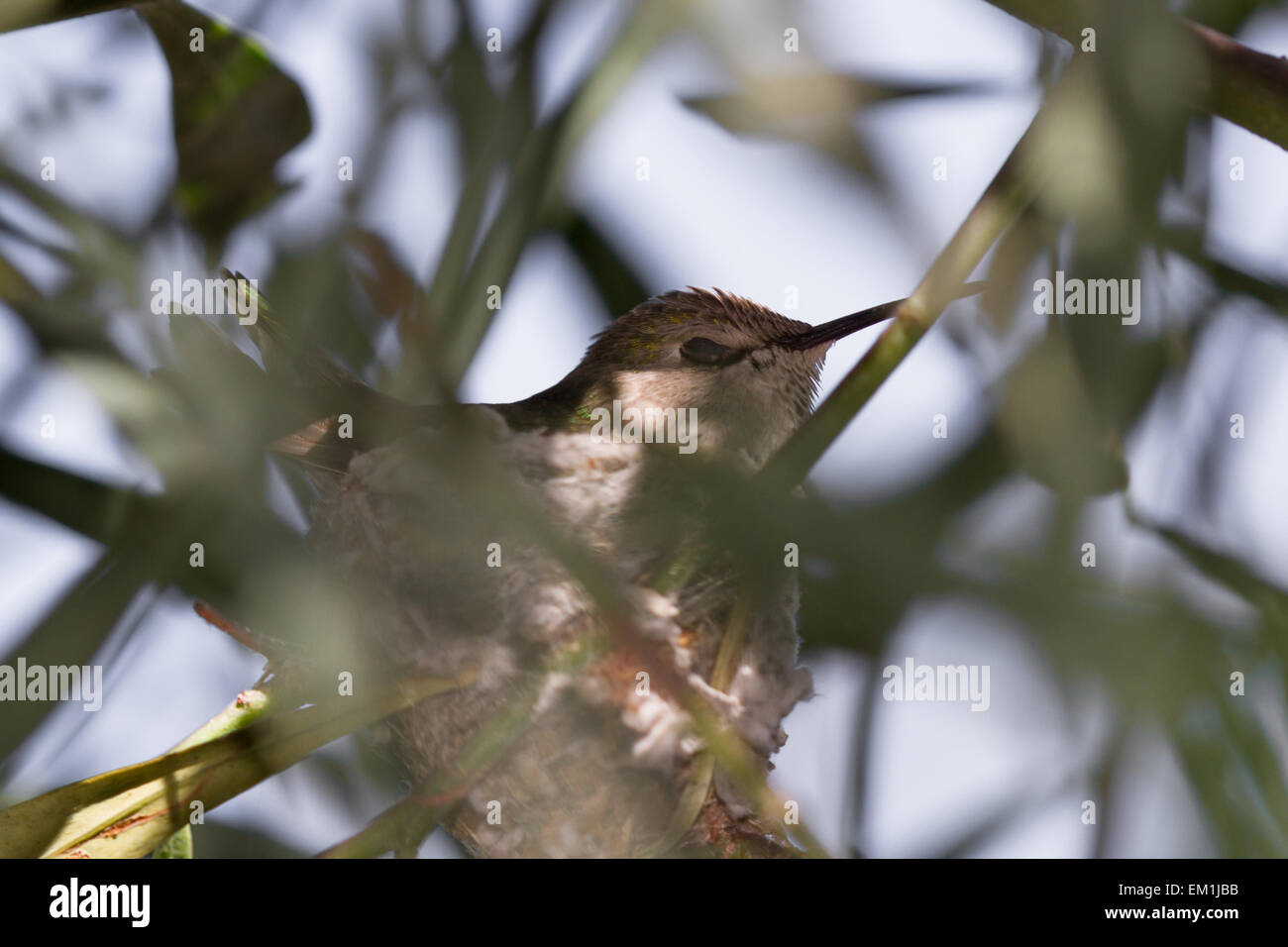 A female Anna's Hummingbird nesting in the Californian desert Stock ...