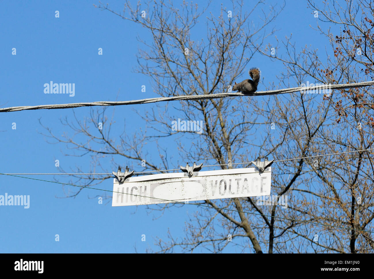 Squirrel Crossing Sign High Resolution Stock Photography and Images - Alamy