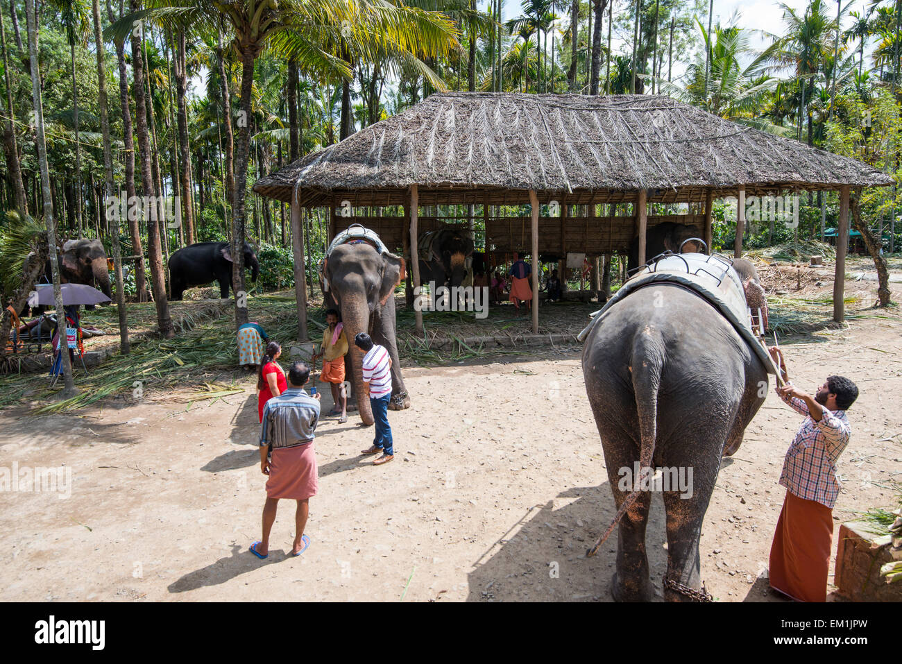 Elephant rides in Kumily, Kerala India Stock Photo - Alamy