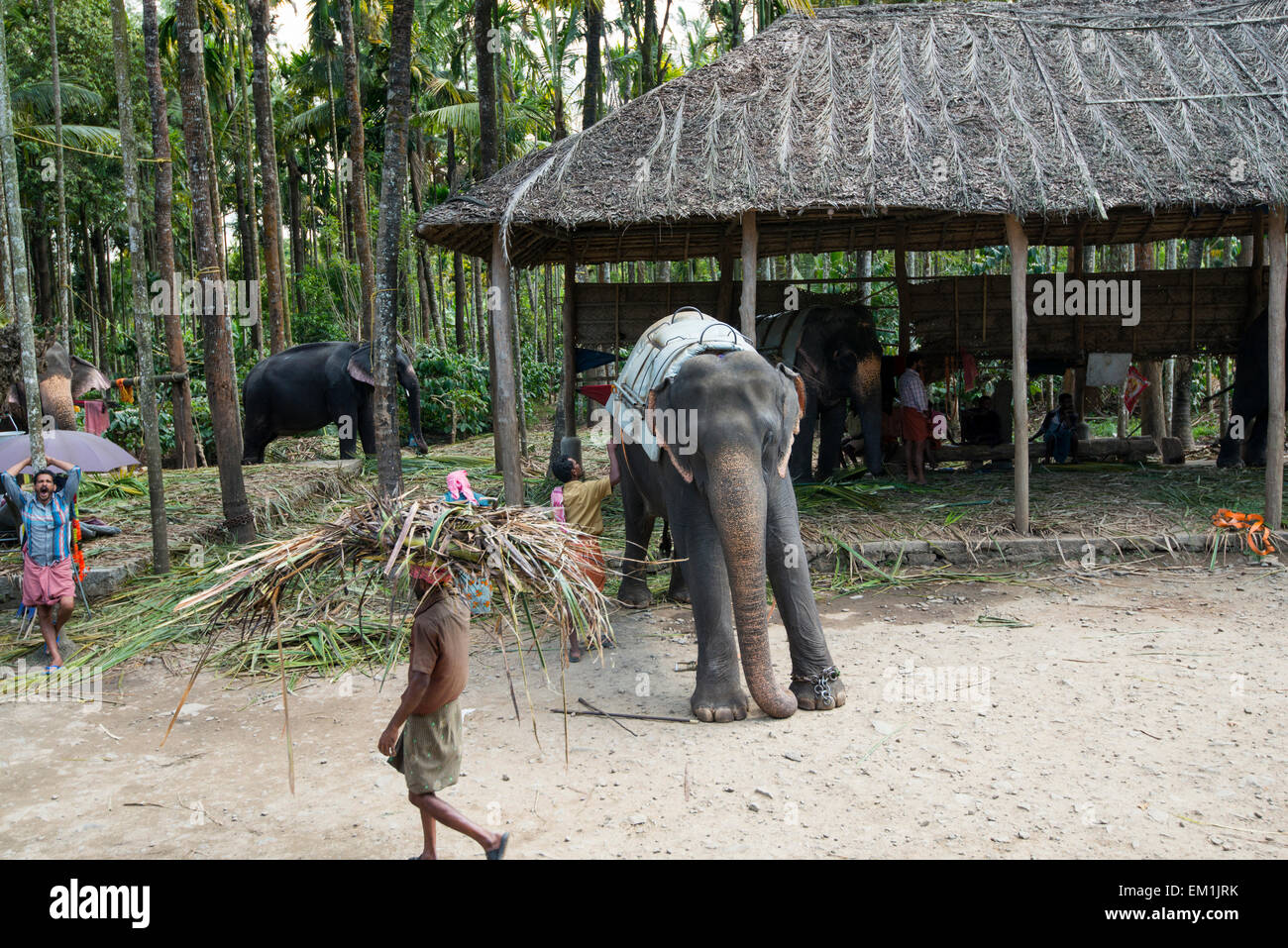 Elephant rides in Kumily, Kerala India Stock Photo - Alamy