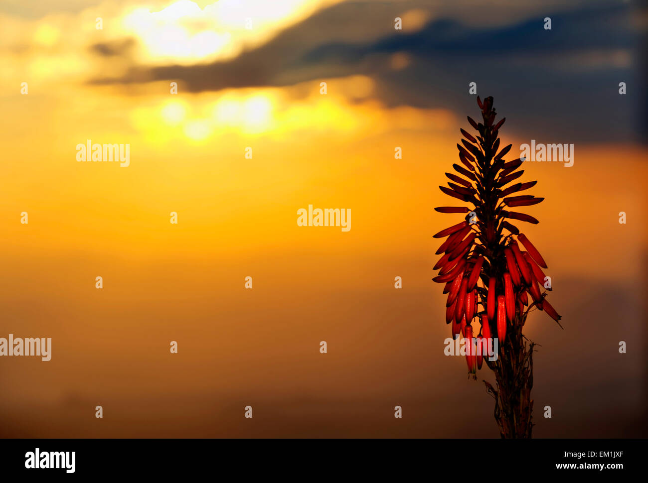 Ephemeral activities hi-res stock photography and images - Alamy