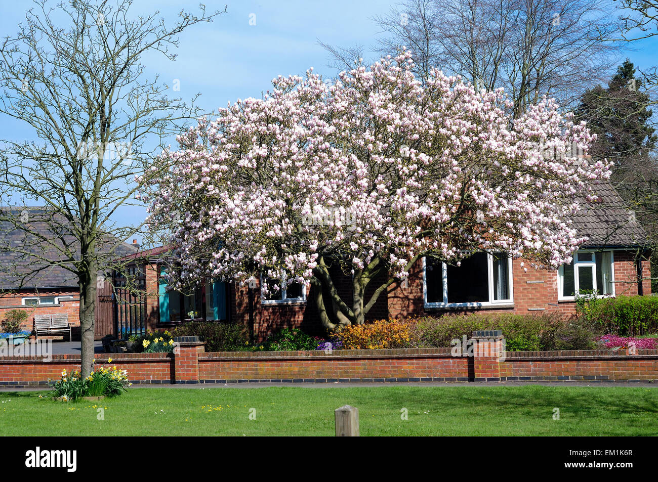 Somerby,Leicestershire,UK:15th April 2015.Grand magnolia tree in the ...