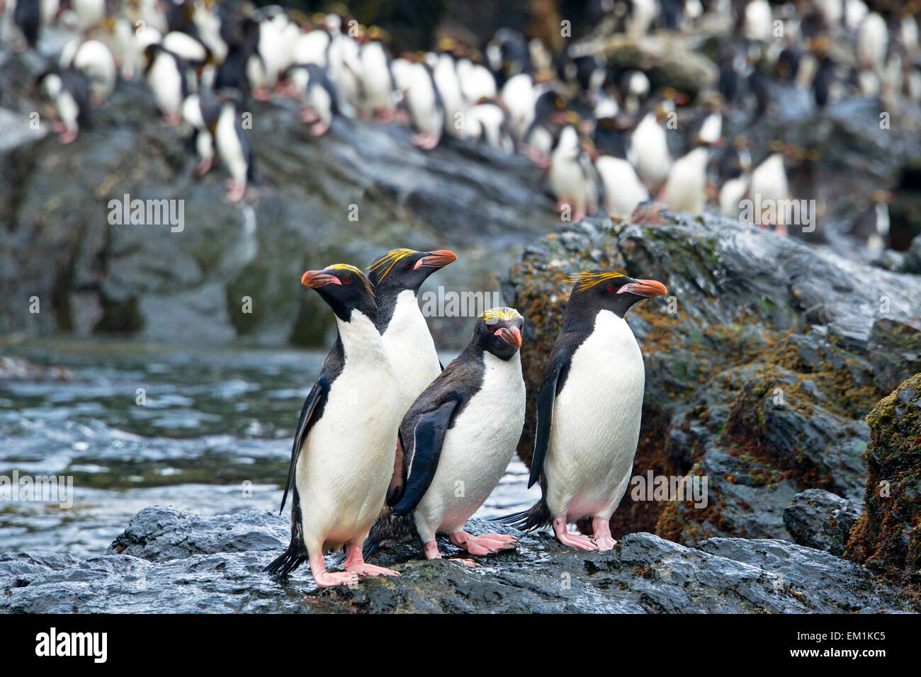 Colony of macaroni penguins hi-res stock photography and images - Alamy
