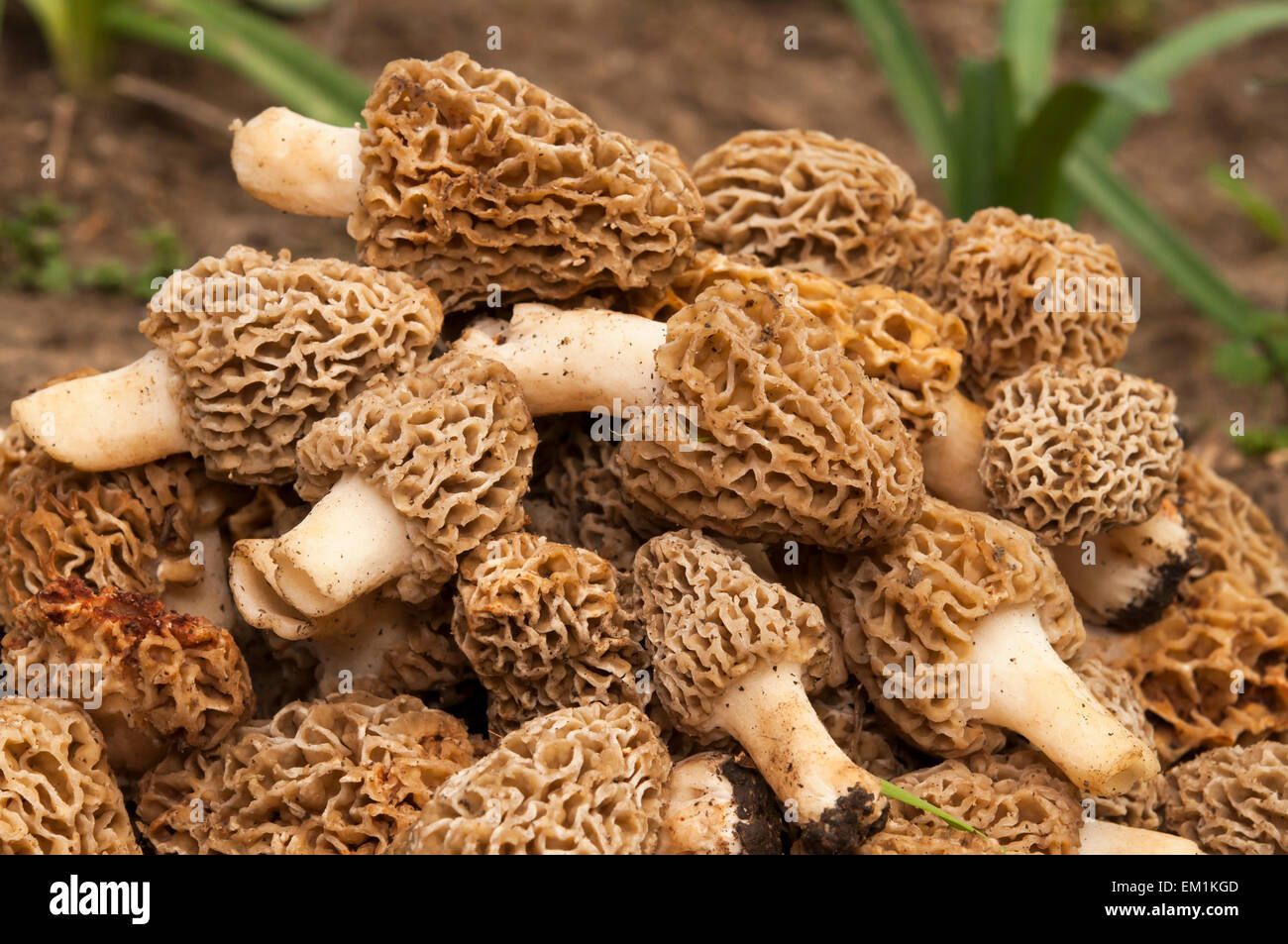 Pile of Morels Stock Photo - Alamy