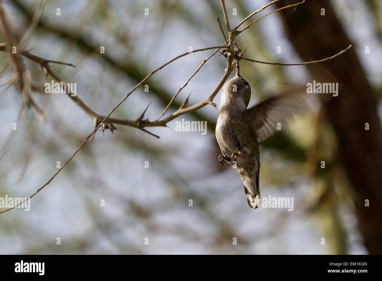 adult female anna's hummingbird gathering spider web to make her nest ...